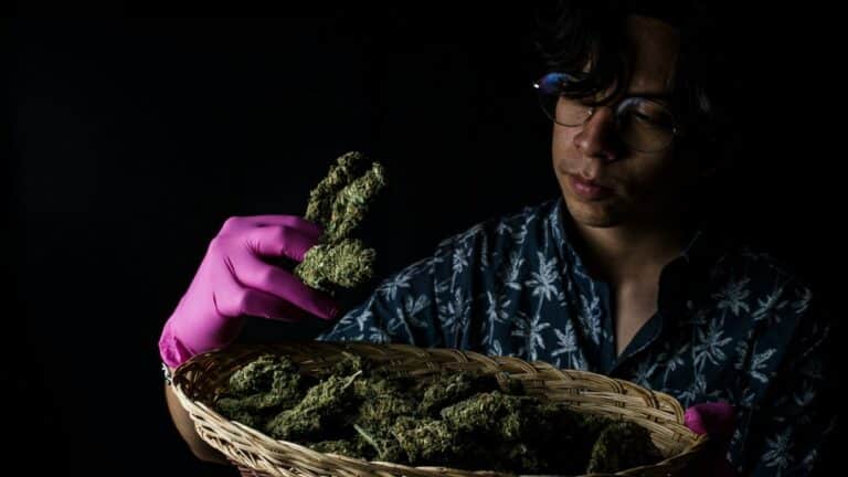 O Que é Haxixe Droga: Tudo Sobre Esta Derivada da Cannabis